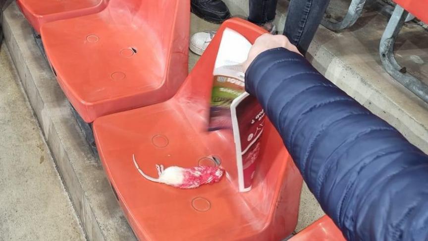Lancio di topi morti tra tifosi, incredibile in Standard Liegi ...